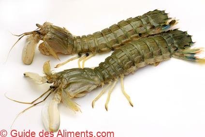 Crevette mantes - Guide des Aliments
