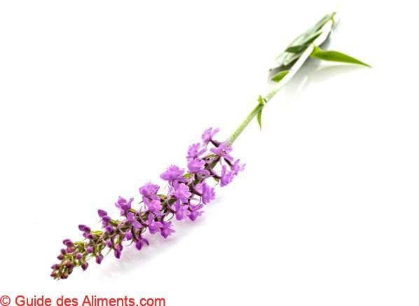 Orchis mâle - Guide des Aliments