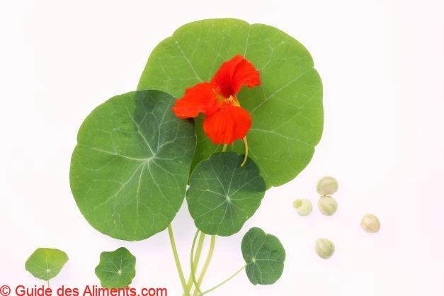 Grande capucine - Guide des Aliments