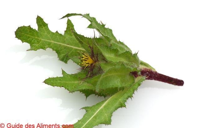 Chardon béni - Guide des Aliments