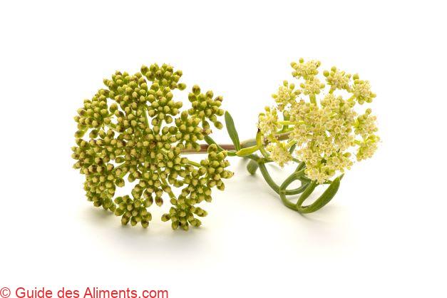 Criste marine - Guide des Aliments