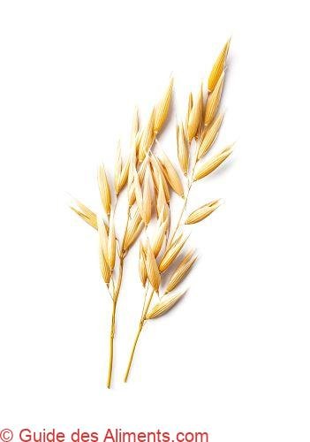 Avoine - Guide des Aliments