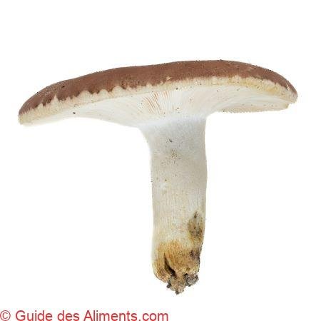 Russule comestible - Guide des Aliments