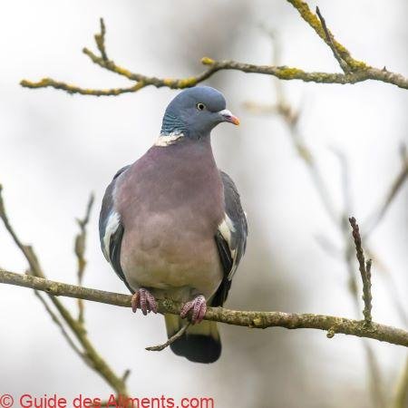 Palombe - Guide des Aliments