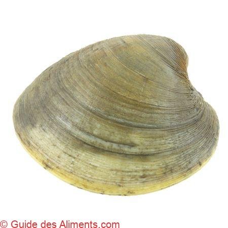 Palourde américaine - Guide des Aliments