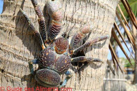 Crabe de cocotier - Guide des Aliments