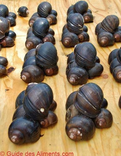 Conque de rivière noire - Guide des Aliments