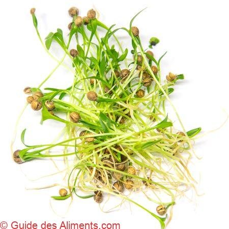 Pousses de coriandre - Guide des Aliments