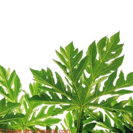 Feuille de papaye - Guide des Aliments