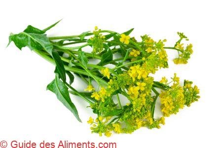 Barbarée commune - Guide des Aliments