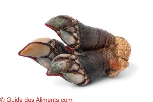 Pouce-pied - Guide des Aliments